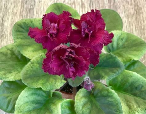 Сенполия (комнатная фиалка) ЕК-Львиное Сердце: особенности и ...