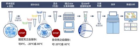 前沿技术 单细胞固定rna方案，锁定细胞状态，消除基因表达的时间限制 知乎