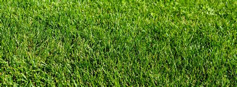 정원의 녹색 잔디 잔디 녹색 바닥 만들기 개념 축구 경기장 훈련 또는 골프 잔디 녹색 잔디 텍스처 배경 지면 수준 보기 선택적