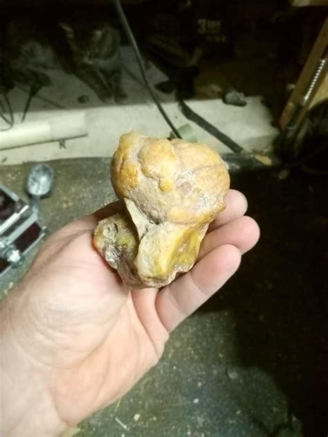 Agatized Bone Dino R Fossilhunting