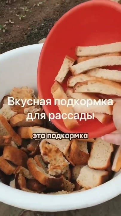 Лучшая подкормка для урожая огород вредители советы дача Youtube