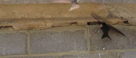 Surveying And Reporting Of Swift Sightings And Nests Either Active Or Suspected Blocked