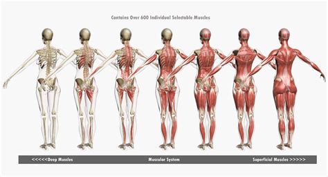 Female Muscle Anatomy Female Anatomy Body Parts Their Functions