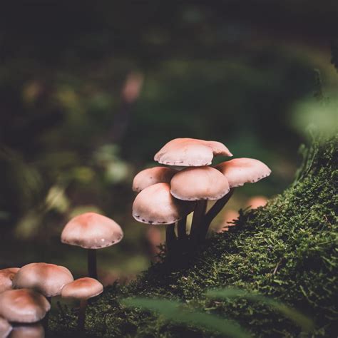 Mushroom Object Detection Dataset Kaggle