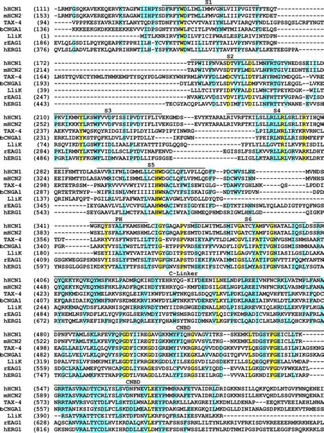 Protein Sequence Alignment Covering The Core Architecture Of Cnbd