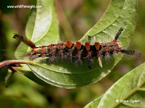 Hairy Caterpillars Of North America Wildlife Insight