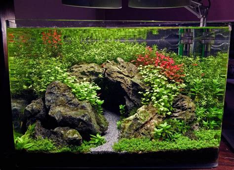 How To Make A Nano Planted Aquarium At Jarred Ray Blog