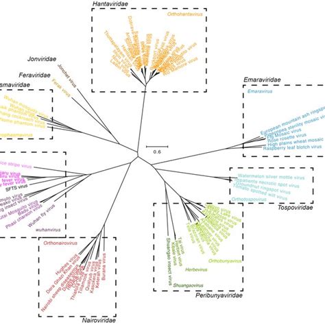 The Figure Shows A Bayesian Mcmc Tree Estimated Using A Bayesian Markov