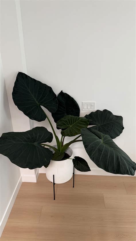 𝑴𝒊𝒄𝒉𝒂𝒆𝒍𝒂 🤍 Michaela Witter • Instagram Photos And Videos