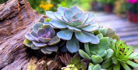 Які квіти краще посадити на цвинтарі правила вибору та догляд Читайте на Ukr Net