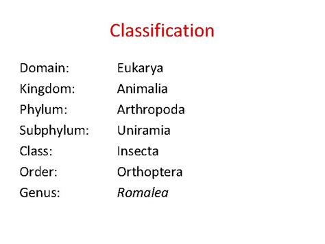 The Grasshopper Classification Domain Kingdom Phylum Subphylum Class