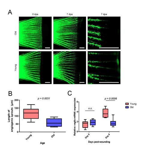 Angiogenesis Is Reduced In Aged Regenerating Caudal Fins Zebrafish