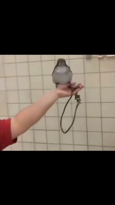 Дэлхийн хамгийн хачирхалтай шувуудын нэг Youtube