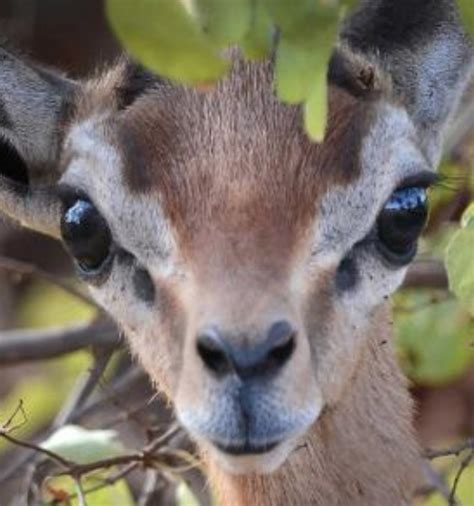 For A Twink He Is Awfully Sure Of Himself