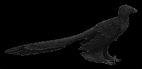 Microraptor Wallpapers Wallpaper Cave