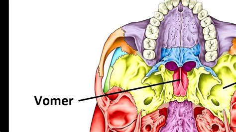 The Pentagonal Infratemporal Surface Of Greater Wing Of Sphenoid 2nd