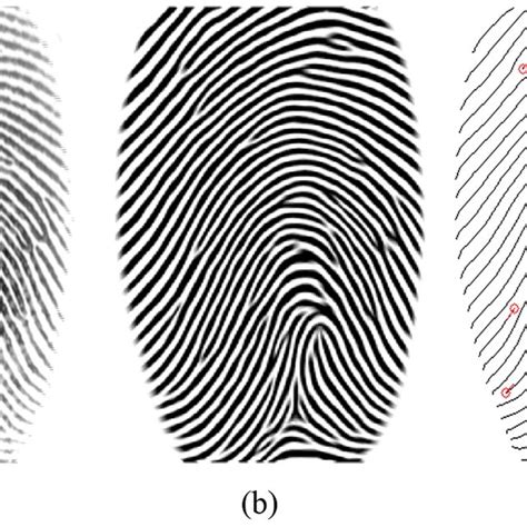 An Example Of Fingerprint Enhancement And Minutiae Extraction By P071 Download Scientific