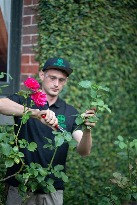 Rose Pruning Melbourne Must Have Maintenance