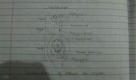 Explain Sexual Reproduction In Flowering Plant With Diagram Brainly In