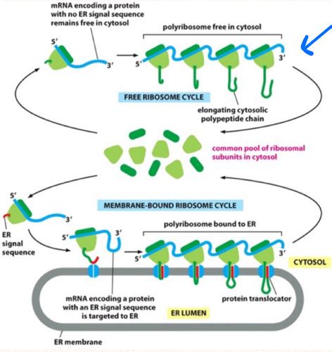 Protein Sorting And Secretion Flashcards Quizlet