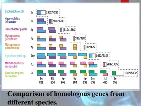 Yeast Genome Pptx Biological Sciences Science