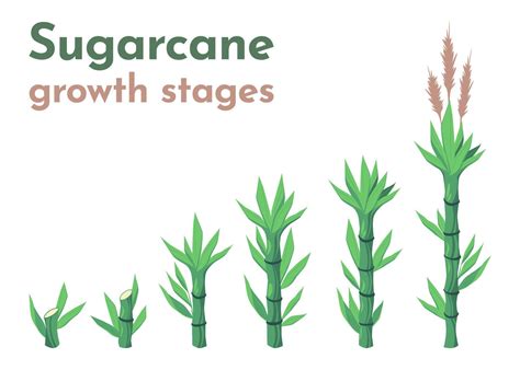 Sugarcane Growth Stages Cartoon Sugar Cane Plantation With Agriculture Cultivation Process From