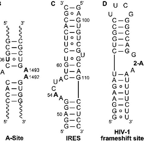 A And B Sequence Of Bacterial Decoding Site Rna Constructs Download Scientific Diagram