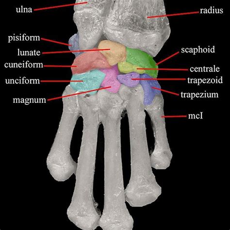 Condition Of The Proximal Carpal Row In Mammalian Taxa Download Table