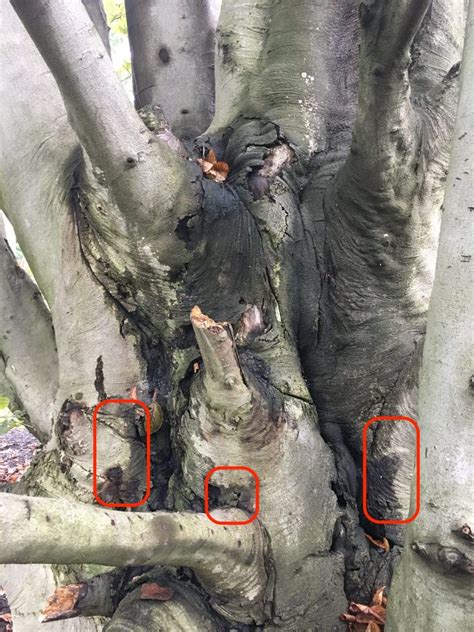 Phytophthora Bleeding Canker Purdue Landscape Report