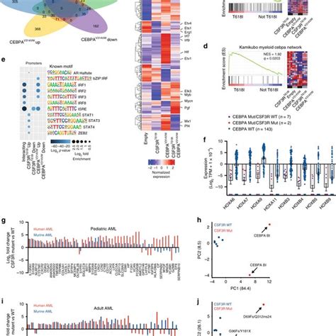 Cebpa Mutations Must Precede Mutations In Csf3r To Block Download