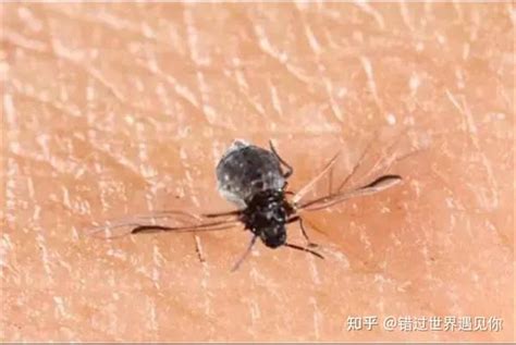 蚊子别跑为什么每次被蚊子咬的包都长得不一样到底有多少种咬人的蚊子啊 知乎