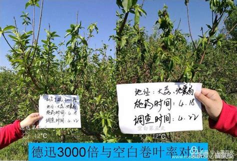 德迅40 丁硫克百威懸浮劑防治桃蚜試驗報告 每日頭條