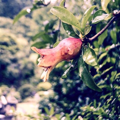 Premium Photo Close Up Of Grasshopper On Tree