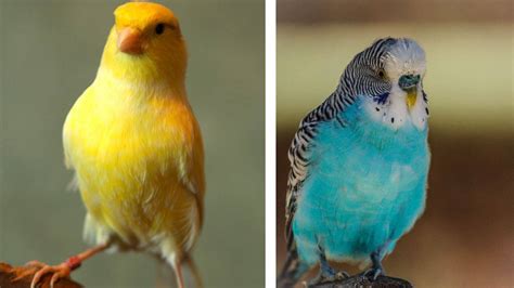 Canarino O Pappagallo In Casa Quale è Più Adatto Come Uccello Domestico