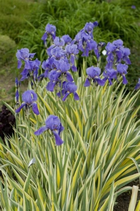 14 Plants That Thrive In Clay Soil Artofit