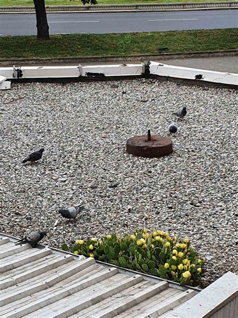 КАКТУСИ ВО УРБАНАТА СКОПСКА КОТЛИНА Radar Mk