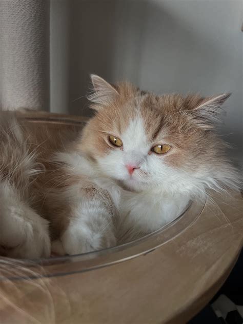 ちゃむ🐾 ちゃむ名言 「眠たかったら好きなだけ寝ていいんやで」 ミヌエット ちゃむ Instagram