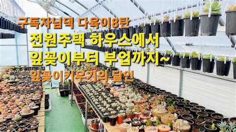 구독자님댁다육이8탄 전원주택하우스에서 잎꽂이부터 부업까지~ 잎꽂이키우기 다육이하우스 구독자님댁다육이 Youtube