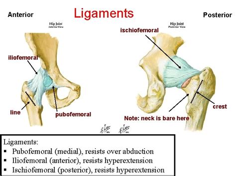 Chief Flexor Of Hip Joint At Charlotte Farmer Blog