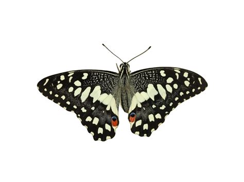 Бабочки Парк бабочек Paradise