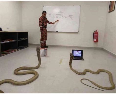 Python Snakes Programming Programming In Python DevRant