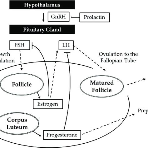 Female Sex Hormone Formation Gnrh Secreted From The Hypothalamus Download Scientific Diagram