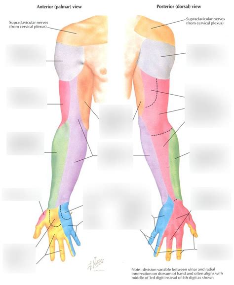 Brachial Plexus Cutaneous Distribution Diagram Quizlet