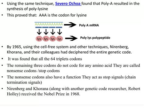 Deciphering Of The Genetic Code Pptx