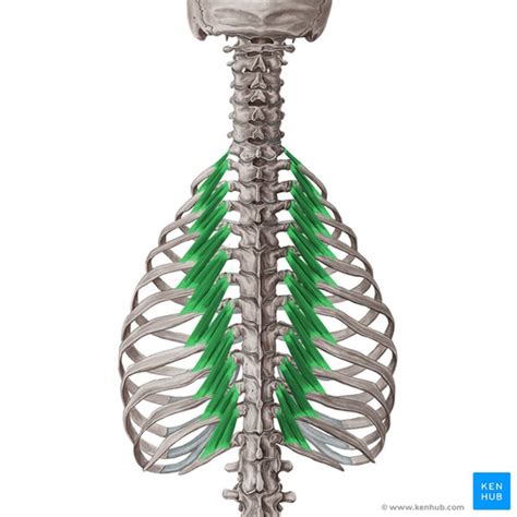 Transversus Thoracis Flashcards Quizlet