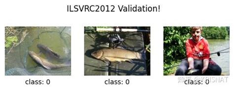 基于Python的ImageNet著名子数据集ILSVRC 下载解析及可视化 知乎