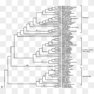 Strict Consensus Of The 14 580 Most Parsimonious Trees Phyllostomidae