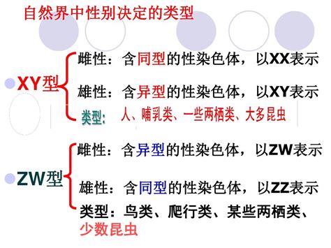 人教新课标高中生物必修二 23伴性遗传 课件 共86张pptword文档在线阅读与下载无忧文档