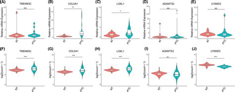 Validation Of Expression Patterns For Five Genes Tmem63c Col5a1