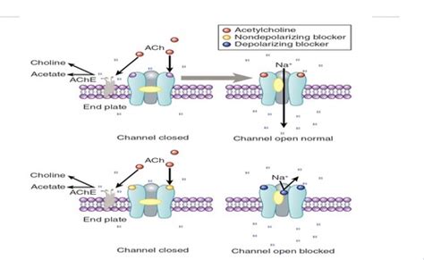 Neuromuscular Blockers Flashcards Quizlet